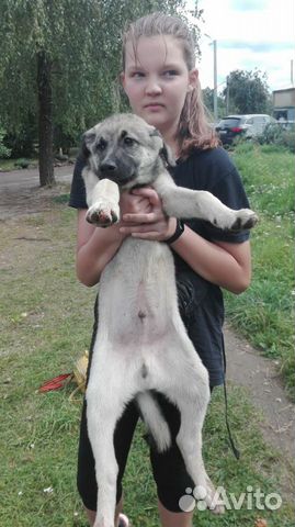 Щенок (мальчик, 2.5 месяца) в дар