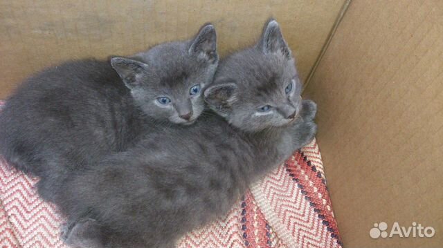 2 сереньких котенка мальчик и девочка, 1.5 мес