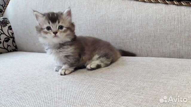 Кошка-такса