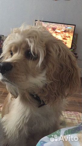 Потерялась собака, убежала со двора Ангарский райо