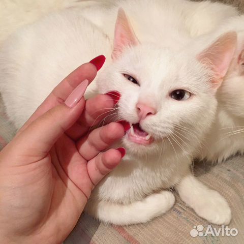 Белоснежный красавчик в добрые руки