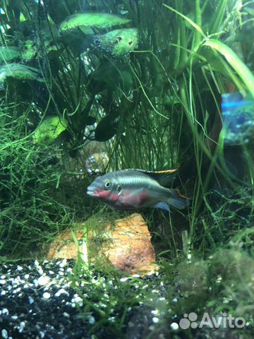 Пельвикахромис Пульхер (Pelvicachromis pulcher), ц