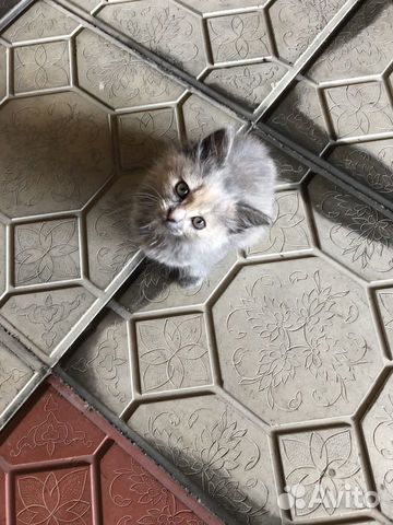 Котёнок ищет дом