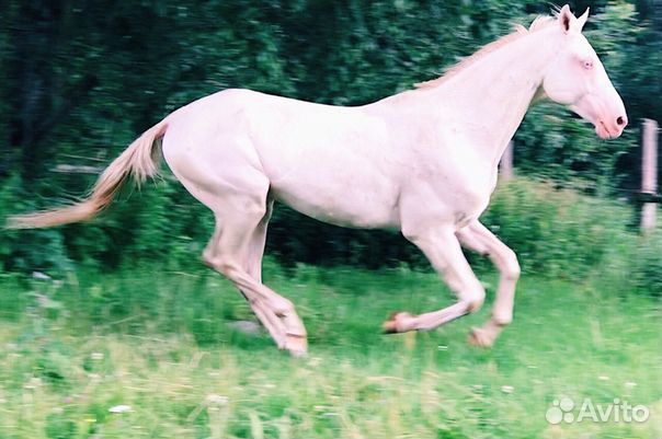 Ахалтекинские лошади чк Изабелловый жеребец