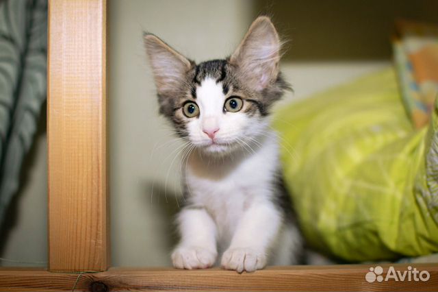 Сказочный эльф ищет добрые руки