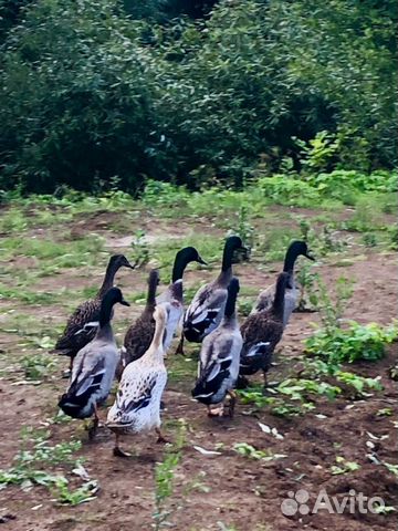 Утки Индийские бегуны