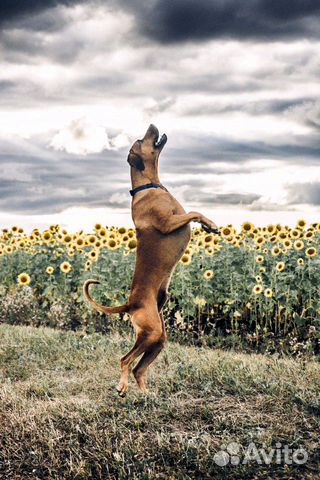 Вязка. Кобель Родезийского Риджбека