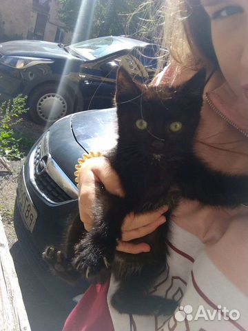 Отдам бесплатно Котёнка