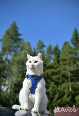 Белоснежный хомячок ждёт хозяев