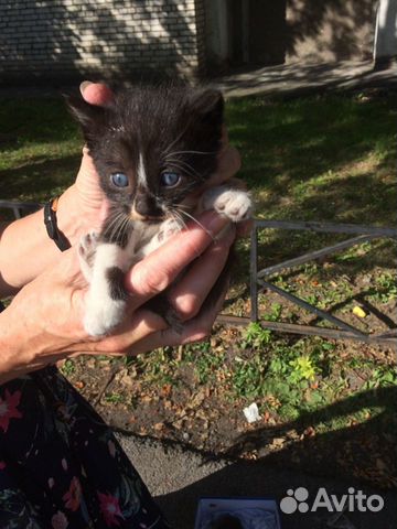 Бездомные котята 2 недели