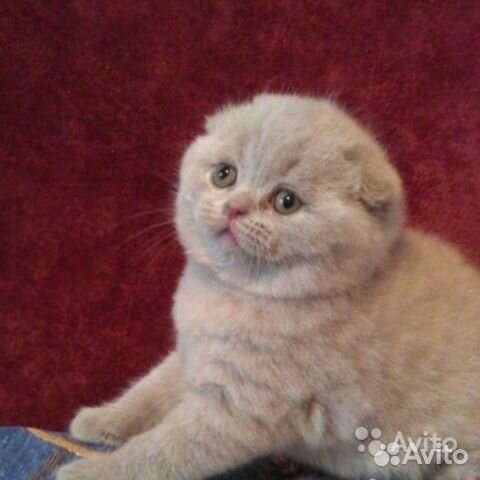 Супер Леди