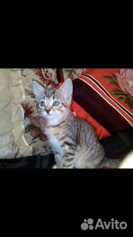 Котёнок 2 месяца