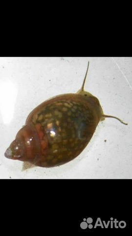 Аквариумные Улитки