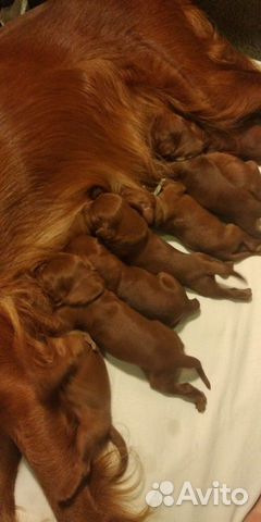 Ирландский Сеттер