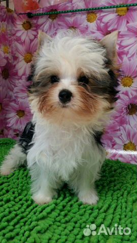 Бивер- мальчик-хулиганчик