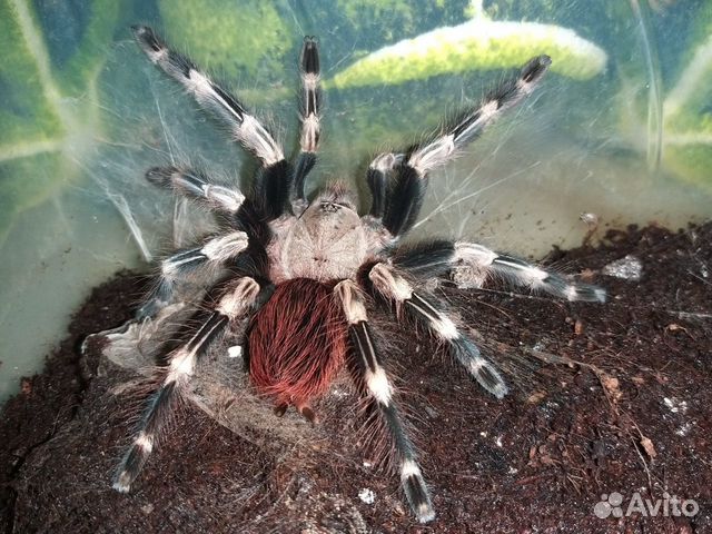 Паук Nhandu chromatus