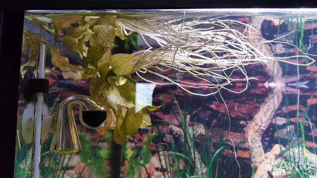 Прополка Эхинодорусы, валенснерия