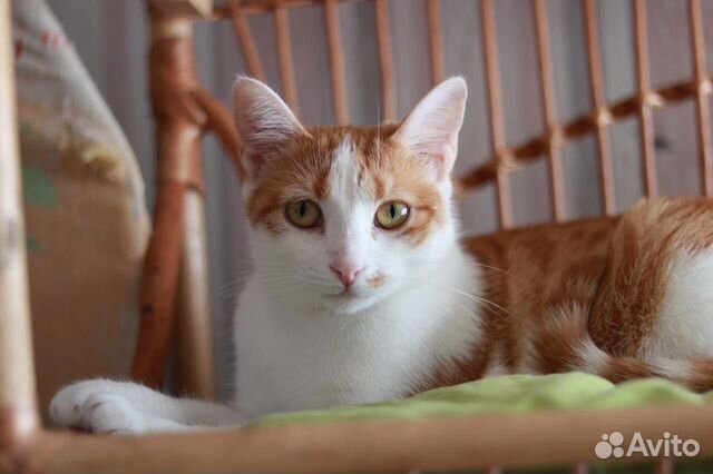 Стелла-молоденькая кошечка 11 мес