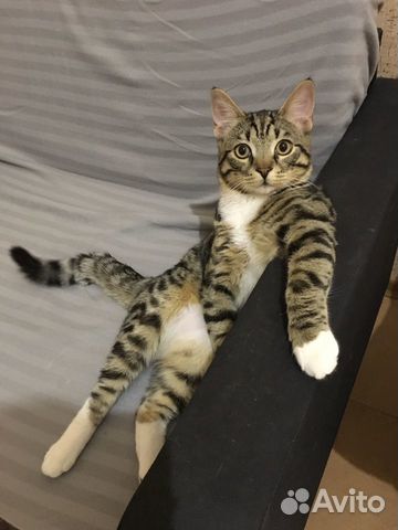 Красавчик кот