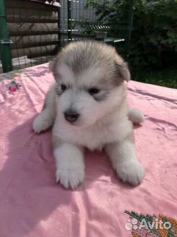 Щенки Аляскинских маламутов