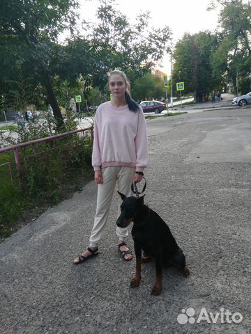 Отдаю добермана в добрый руки