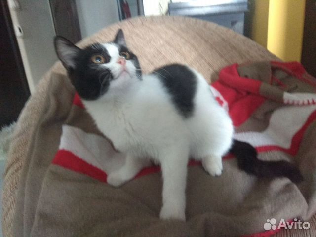 Котенок