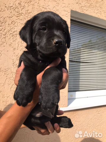 Щенки лабрадора
