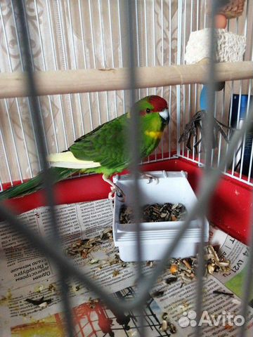 Попугай Какарик