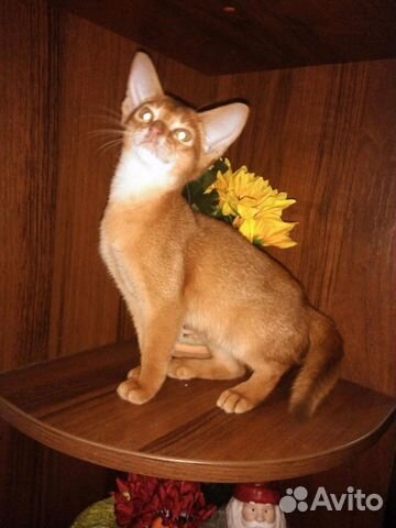 Аби котики с документами