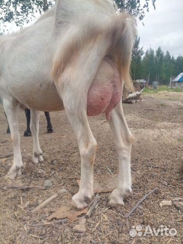 Коза заано/альпийская, сукозная