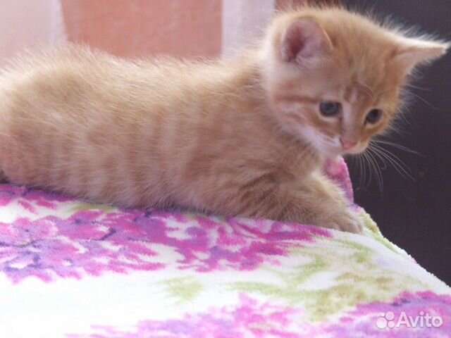 Котенок