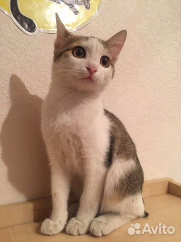 Кошечка