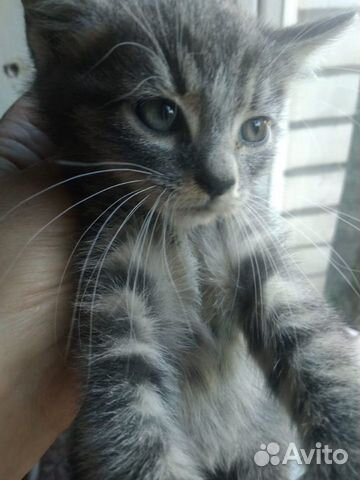 В добрые руки