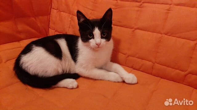 Котенок Бэтмен ищет Родителей