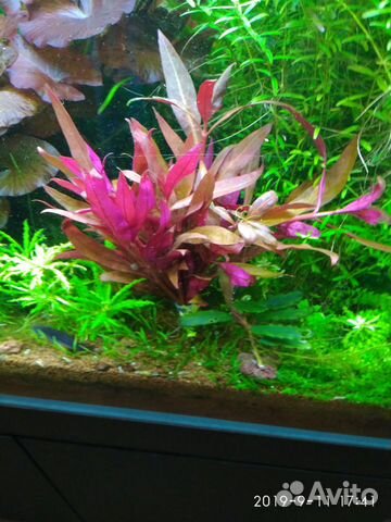 Альтернантера Рейнека (Alternanthera reineckii)