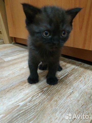 Британские котята