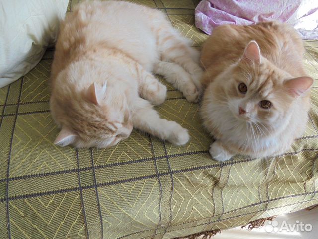 Коты близнецы