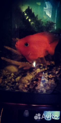 Рыба попугай