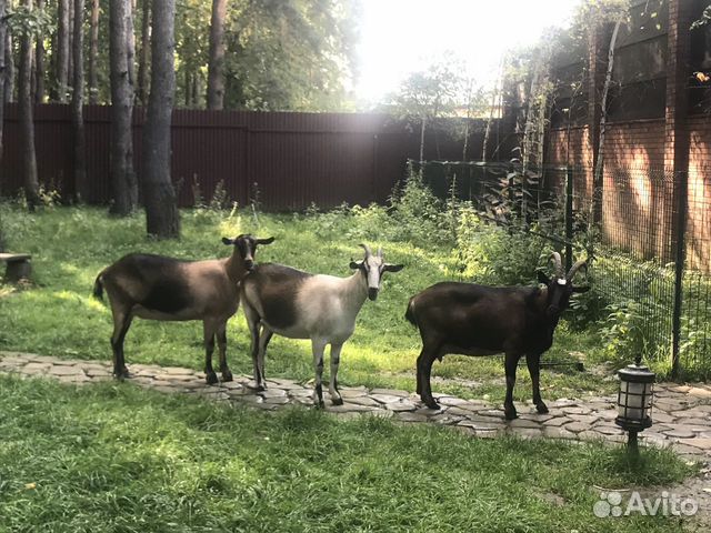 Чистокровная альпийская коза