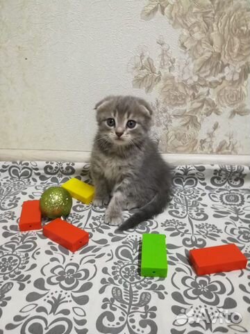 Шотландский вислоухий котёнок