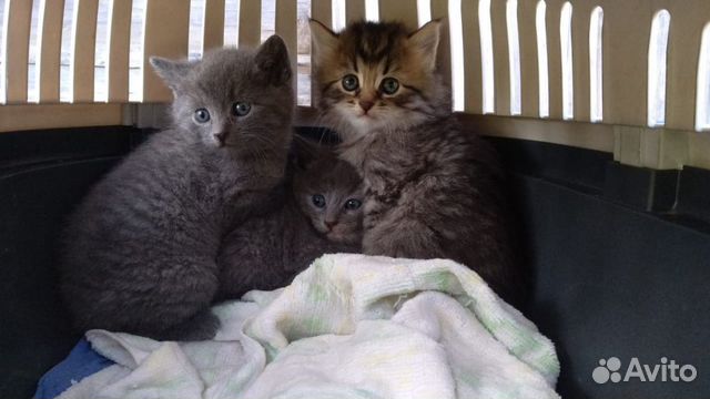 Котята сибирские