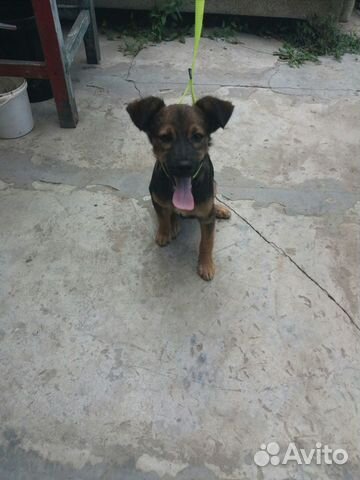 Щенок в добрые руки