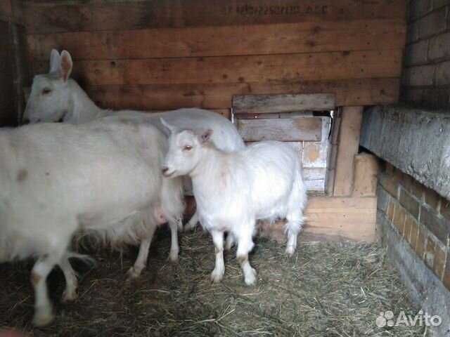Продам две Козы белые