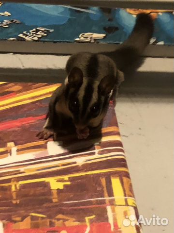 Сахарный поссум