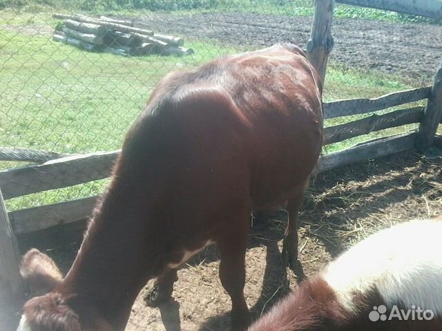 Телка герефорд и бычек симентал