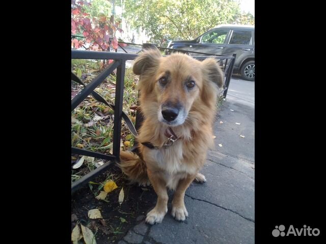 Собачка Рыжка ищет дом