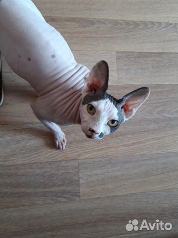 Мими