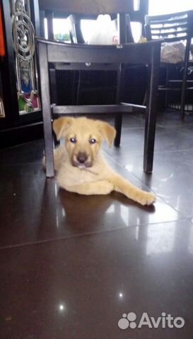 Щенок метис