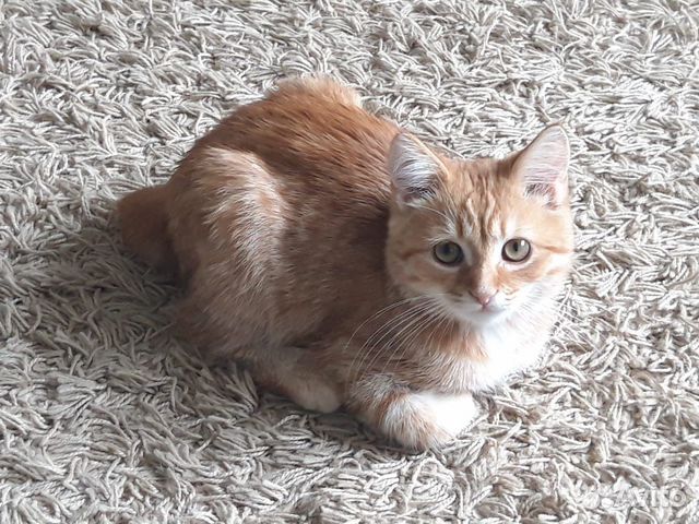 Помогите найти котёнка