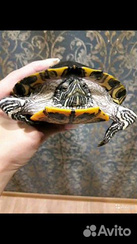 Черепаха красноухая и аквариум